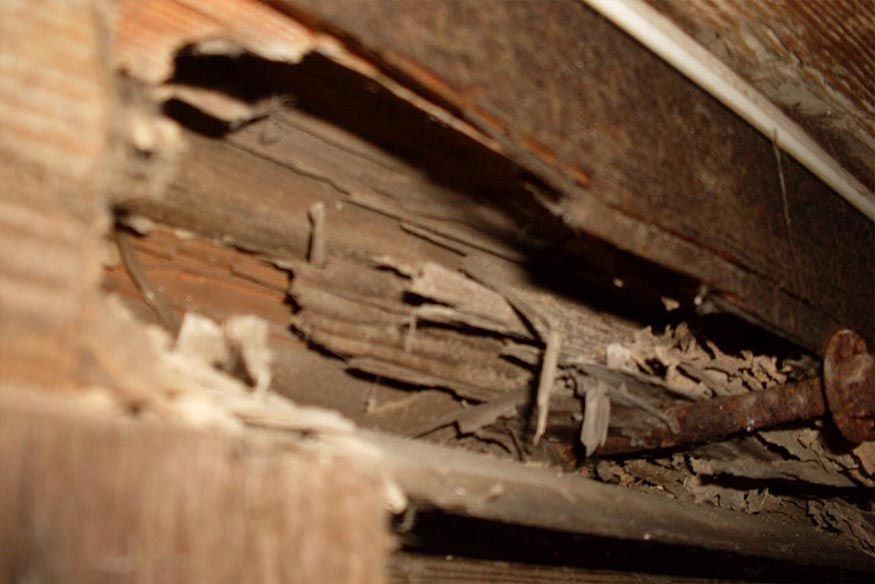 Why a Termite Inspection is a Must for Potential Homeowners - Wright Choice
